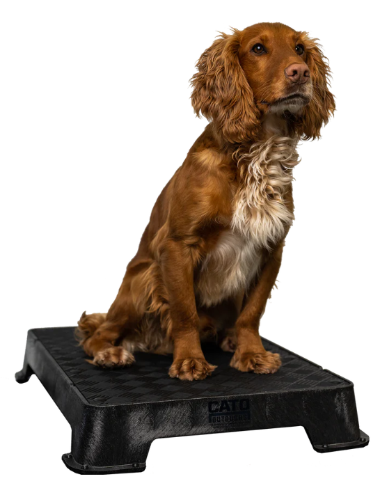 Cato Board Dog Training Platform - Ugly Dog Hunting